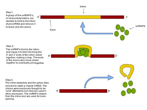 Rna Splicing Wikipedia