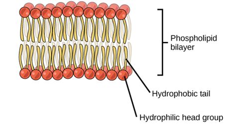 Biology 2e The Chemistry Of Life Biological Macromolecules Lipids
