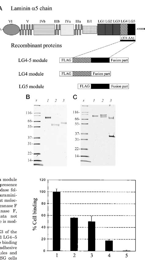 Figure 4 From Identification Of A Major Heparin And Cell Binding Site