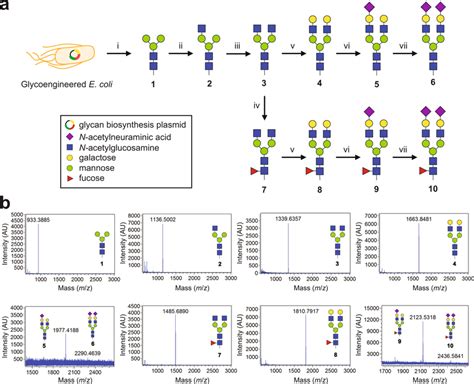 Cell Free Construction Of Hybrid And Complex Type N Glycans Using