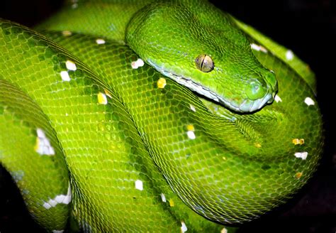 green tree python facts pod