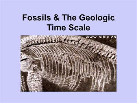 Fossils And The Geologic Time Scale
