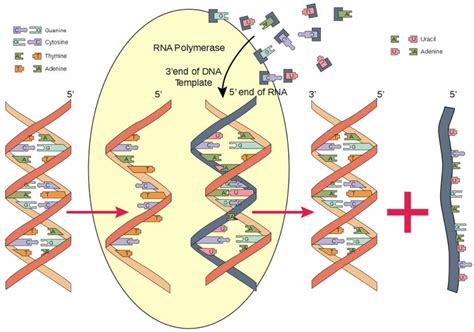 Rna Polymerase And Rna Polymerase Function