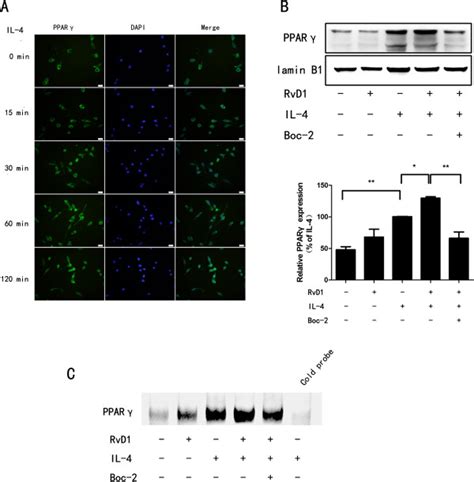 Rvd1 Enhances Il 4 Induced Pparγ Activation A Bv 2 Cells Were