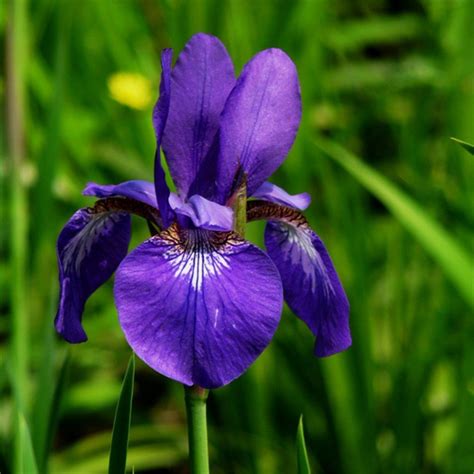 60pcs iris seeds blue butterfly purple butterfly flat bamboo flower
