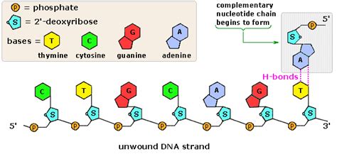 Structure Of Dna Labeled