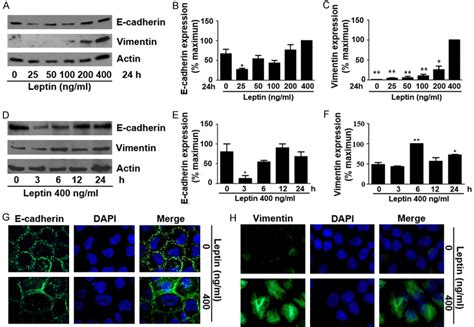 Leptin Regulates E Cadherin And Vimentin Expression And Cellular