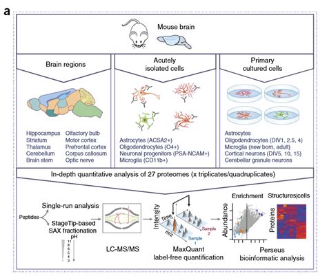 News In Proteomics Research Brain Region Resolved Proteomes