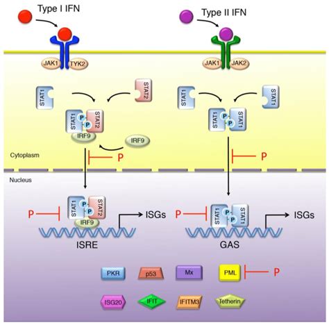 Inhibition Of Ifn Signaling By Rabv P The Interaction Of Type I Ifn