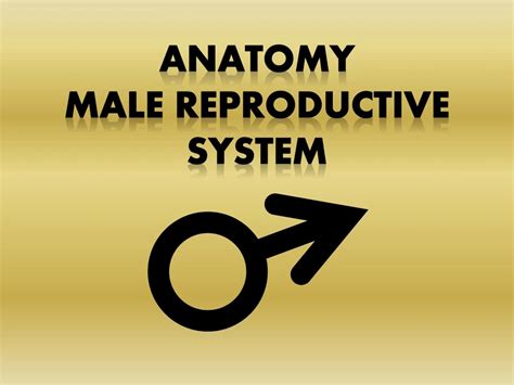 Ppt Anatomy Male Reproductive System Powerpoint Presentation Free