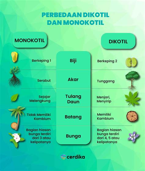 Jelaskan Perbedaan Struktur Jaringan Pada Batang Dikotil Dan Monokotil