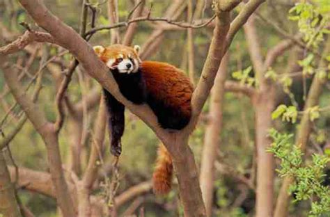 11 Reasons Why Red Pandas Matter 7 Is My Favorite