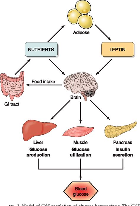 Figure 1 From Leptin And The Central Nervous System Control Of Glucose