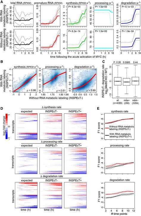 Genome Wide Dynamics Of Rna Synthesis Processing And Degradation