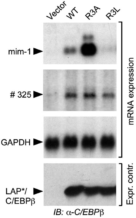 Lap C Ebpβ1 R3 Mutations Alter C Ebpβ Target Gene Activation