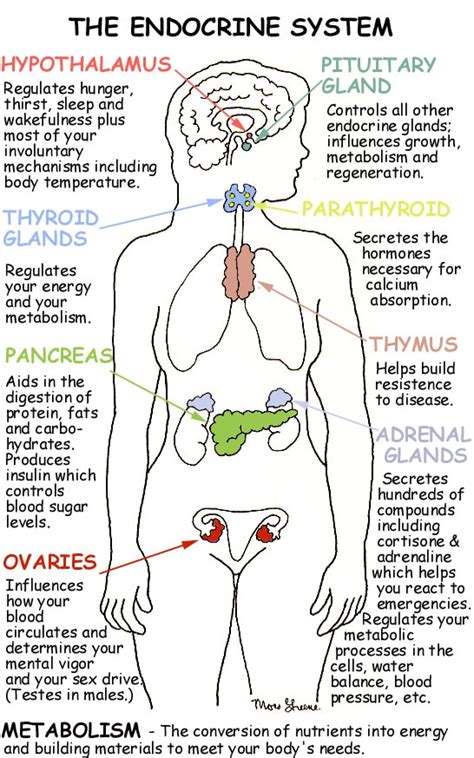 The Endocrine System San Francisco De Paula Science Department