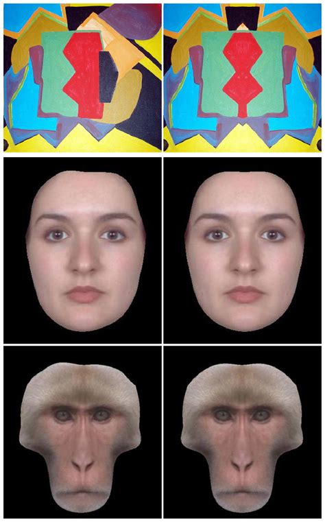 symmetry free full text domain specificity in human