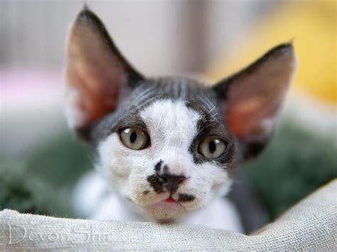 Devon Rex Kittens For Sale Best Quality Worldwide Delivery