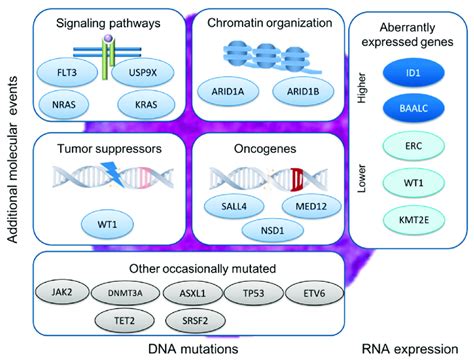 Acute Promyelocytic Leukemia Apl Molecular Profile Apl And