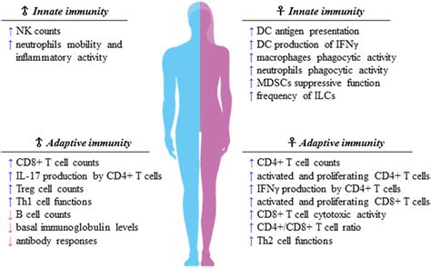 frontiers sexual dimorphism of immune responses a new perspective in