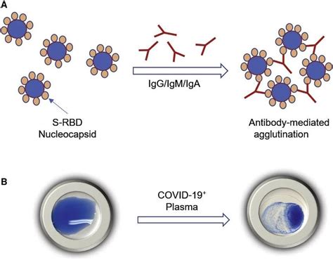 Agglutination Tests Its Types Applications With Examples Microbial