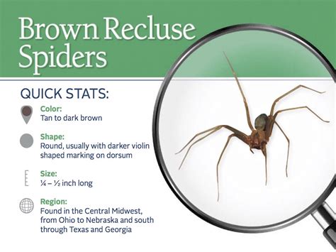Brown Recluse Identification