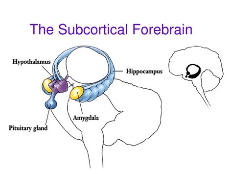 Ppt Cerebral Cortex Powerpoint Presentation Free Download Id 2966946