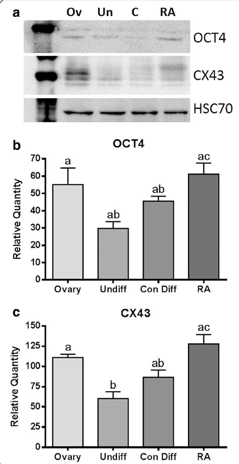 Western Blot Analysis Of The Protein Expression Levels In Download