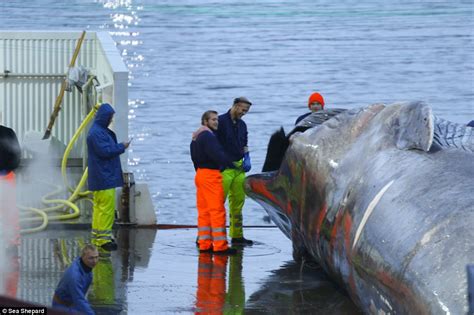 whalers accused of killing a rare blue whale off of iceland daily