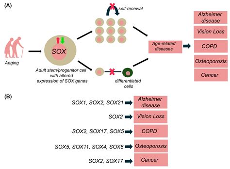 Ijms Free Full Text The Role Of Sox Transcription Factors In Ageing