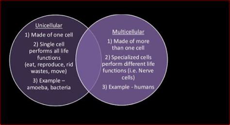 Explain The Difference Between Unicellular And Multicellular Organisms