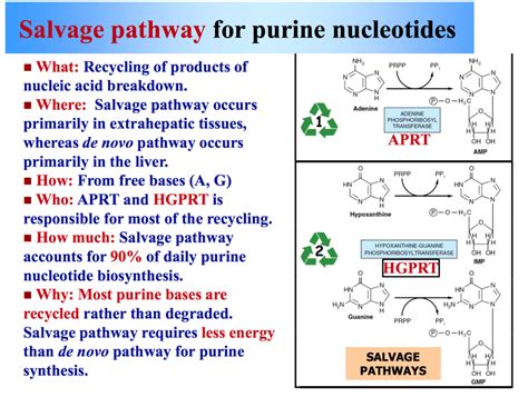 Purine Synthesis