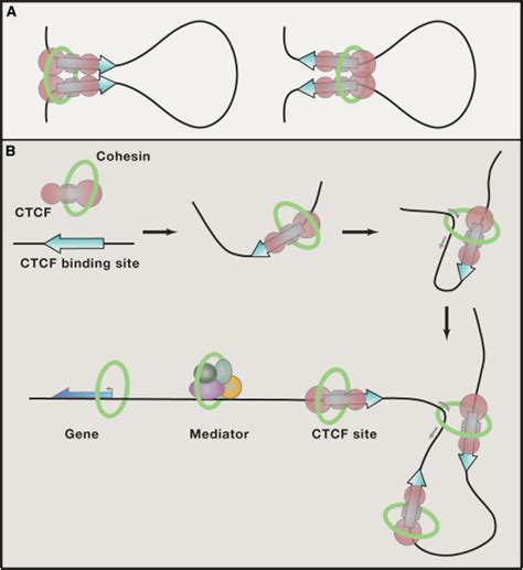 A Ctcf Code For 3d Genome Architecture Cell