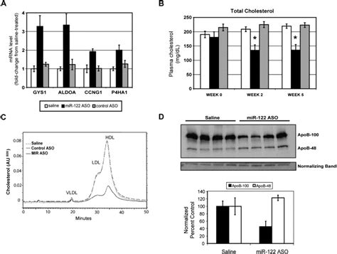 Mir 122 Regulation Of Lipid Metabolism Revealed By In Vivo