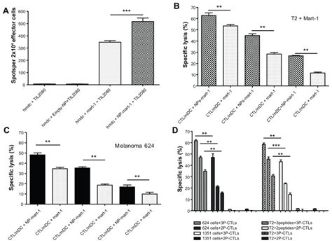 Enhanced Antigen Presentation And Cytotoxic T Lymphocyte Ctl Activity