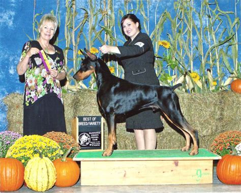 ozzy element dobermans