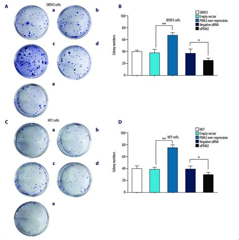 Colony Formation Assay Detection Of Skov3 And Hey Cell Growth Pkm2