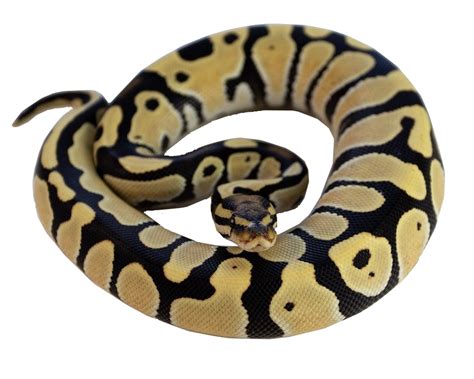 gui with tkinter in python tutorial australia