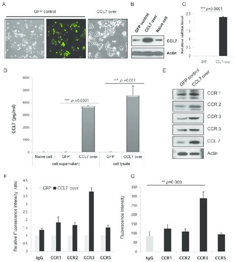 Ccl7 Increases Expression Of Chemokine Receptor Ccr3 A Ccl7