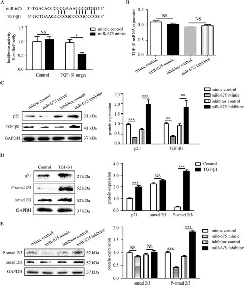 Mir 675 Regulates The Expression Of Senescence Proteins By Targeting