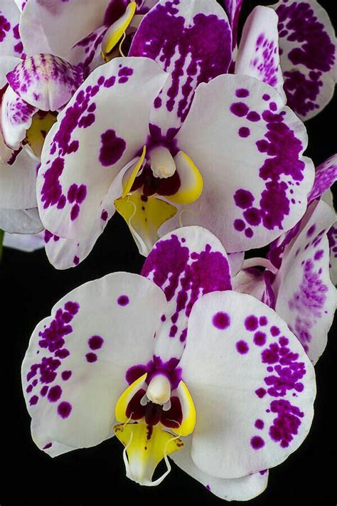 Phalaenopsis Purple White Flores Incomuns Orquidea Flores Exóticas