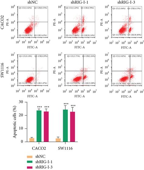 Rig I Knockdown Inhibited Cell Viability And Colony Formation And