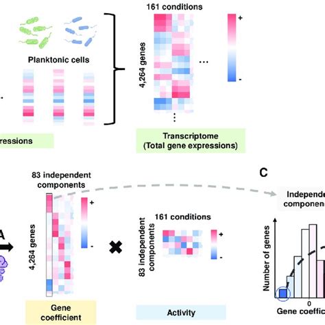 Graphical Illustration Of The Overall Ica Workflow A Individual Gene