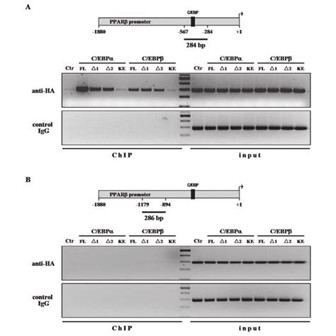 Binding Of C Ebp And C Ebp To The C Ebp Response Element At Position