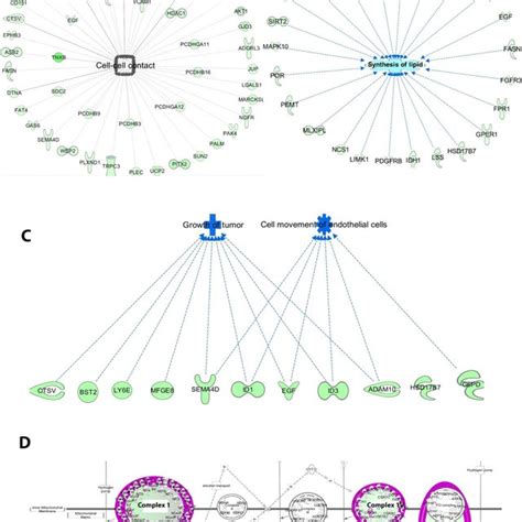Rna Seq Analysis Differentially Expressed Genes In Circnfatc3 Silenced