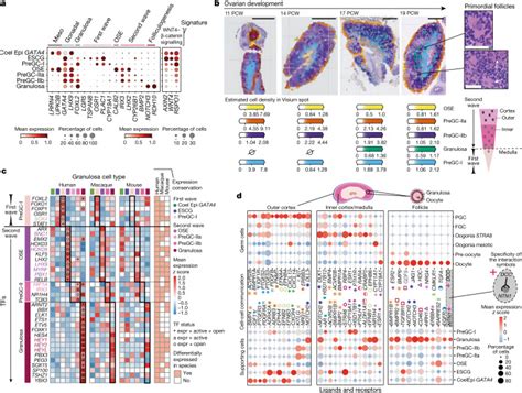 Single Cell Roadmap Of Human Gonadal Development Abstract Europe Pmc