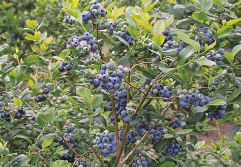 How To Grow Blueberries Thompson And Morgan
