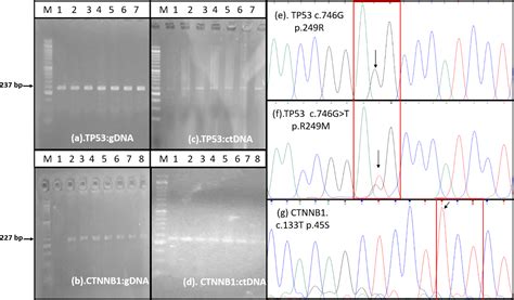 Assessments Of Tp53 And Ctnnb1 Gene Hotspot Mutations In Circulating