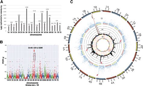 Molecular Mapping Of A Recessive Powdery Mildew Resistance Gene In