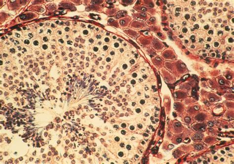 Lm Through A Seminiferous Tubule Of The Testis Stock Image P608